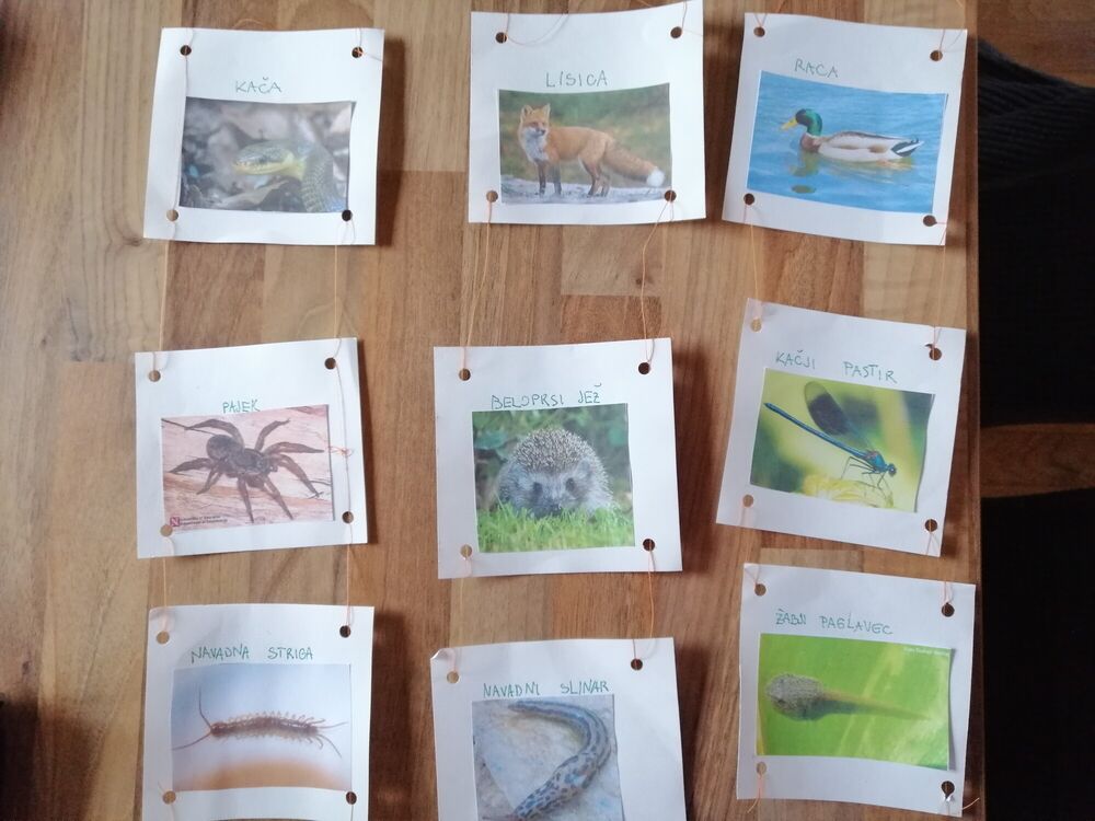 Glasilo Corona št. 6 - Prehranjevalne verige - Osnovna šola Hruševec